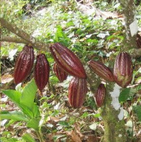 COCO~BEANS 101 **: Cocoa Climate