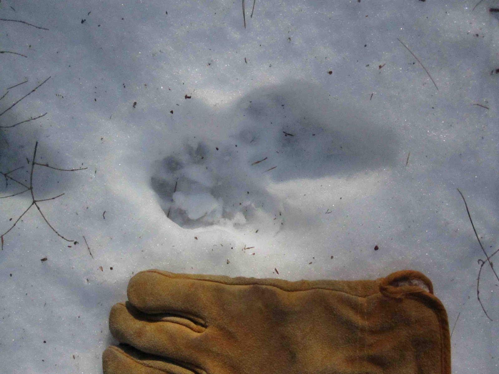 Lake Wicwas Nature Journal: January 8, 2011