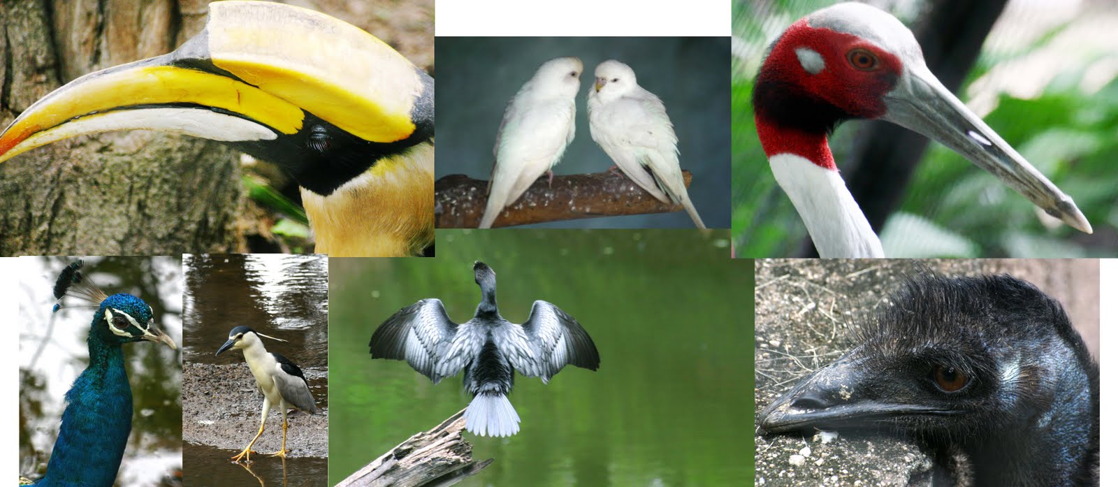 Capricorn: Claws, Fangs, Beaks, and more...