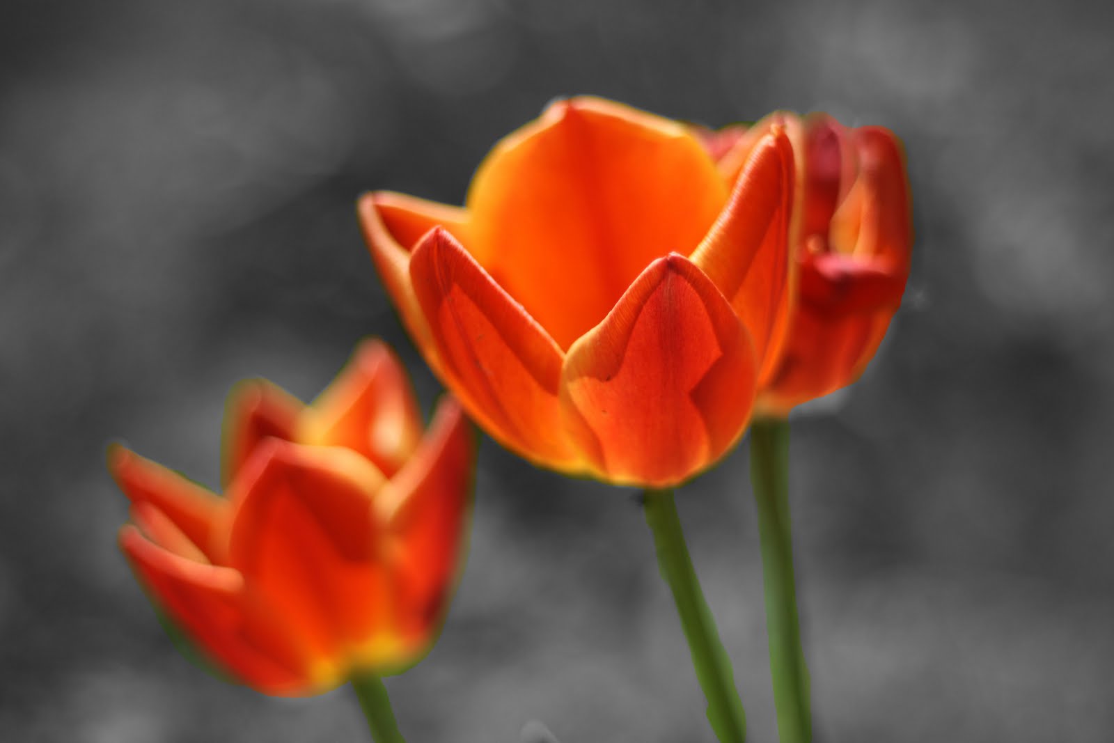 LaPetri Photography: Spot Color