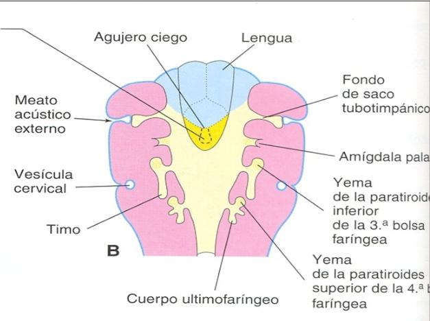 Aparato faringeo