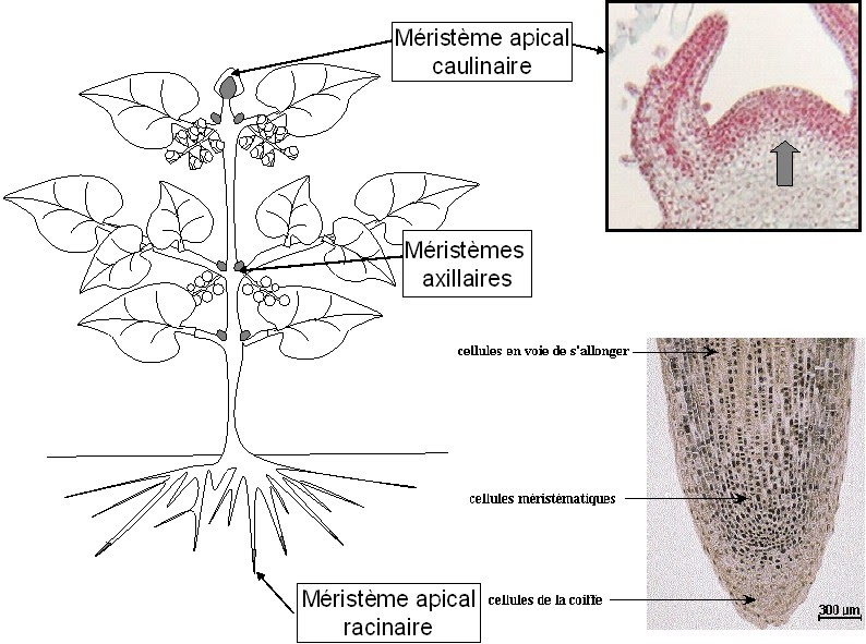 Blog SVT: MERISTEMES