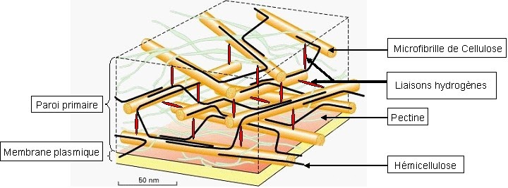 Blog SVT: La structure de la paroi pecto-cellulosique de la cellulle ...