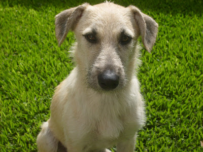 Compañeros de la vida: Barbincho