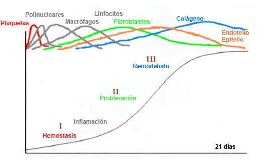 Clinica de Heridas: Fases de la cicatrización