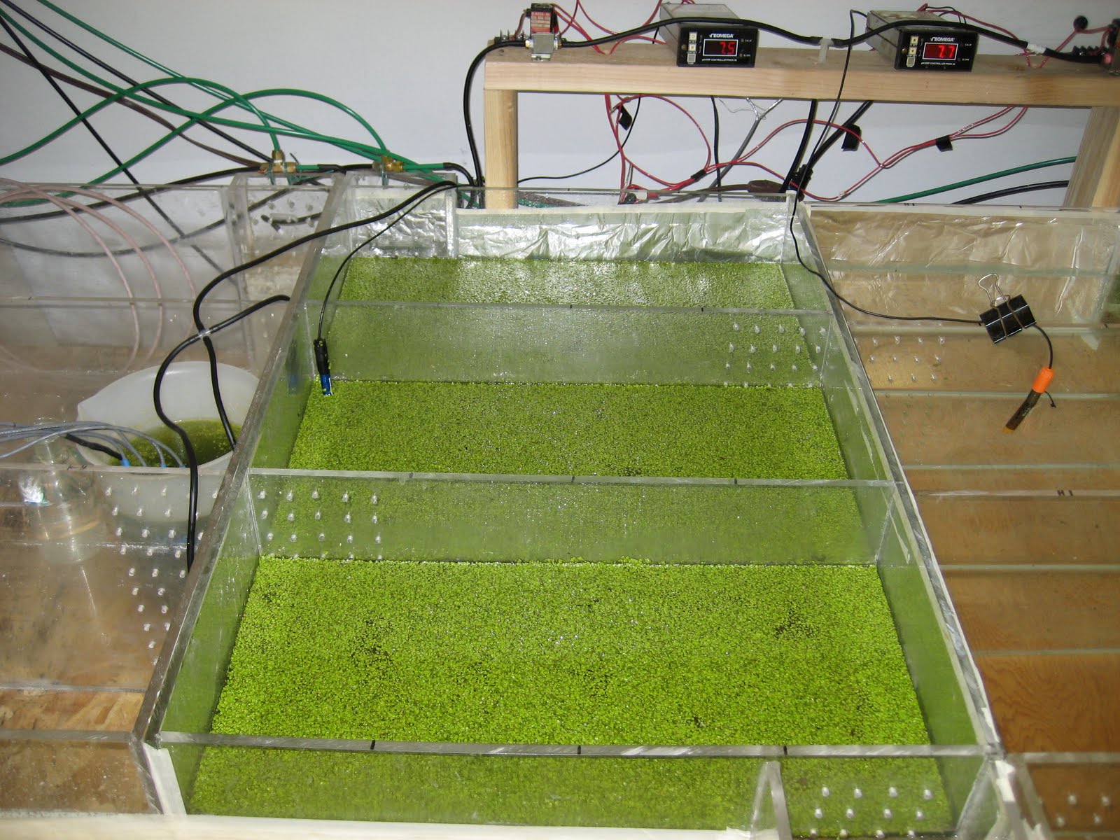 Duckweed Research: Lab Testing vs. Field Work