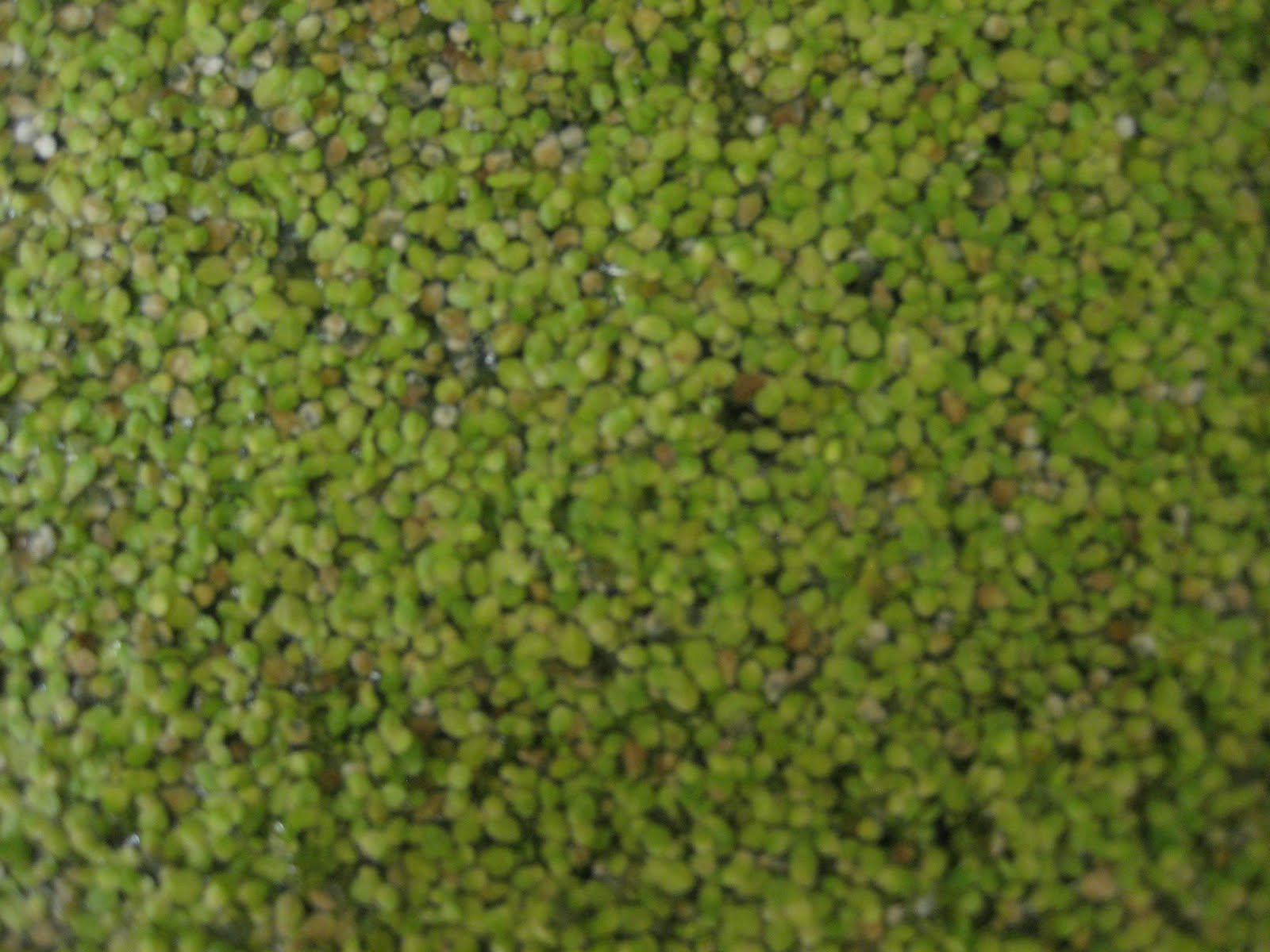 Duckweed Research: More on duckweed inhibitors