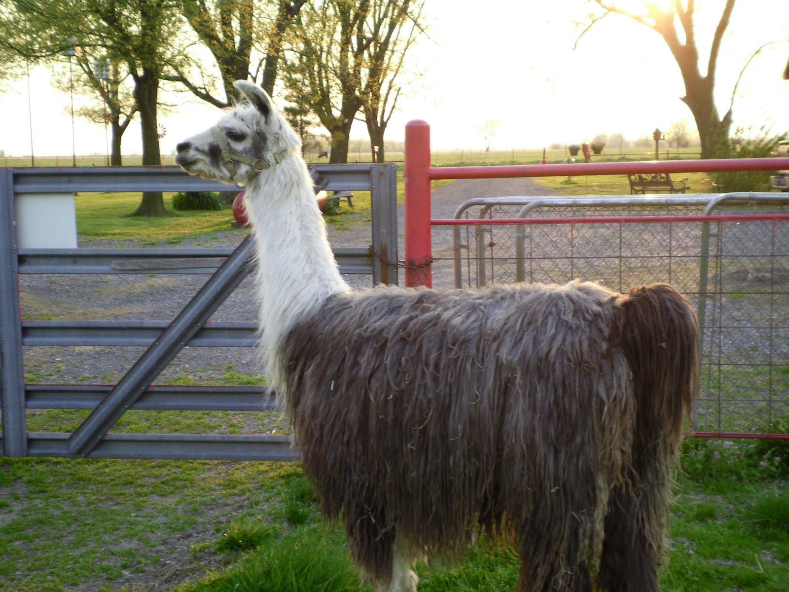 GraysLland Acres: Now we have gray llamas!
