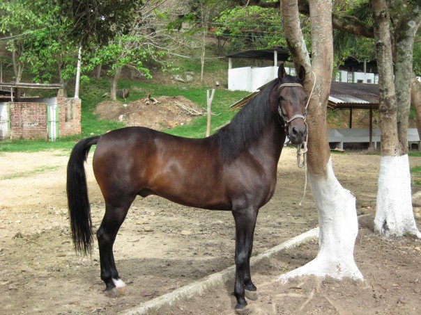 EL CABALLO CRIOLLO COLOMBIANO: EL CABALLO CRIOLLO COLOMBIANO
