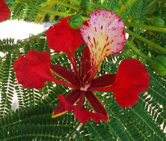 Plantas de Yucatán: Plantas de Yucatán / Papaya