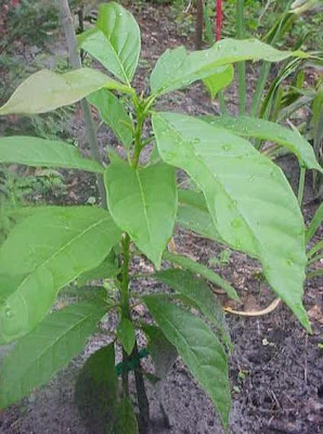 Plantas de Yucatán: Plantas de Yucatán / On Aguacate