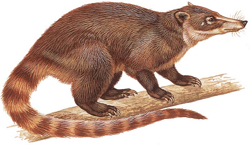 Animales de Yucatán: Animales de Yucatán / Mamíferos / El Coatí o Pizot