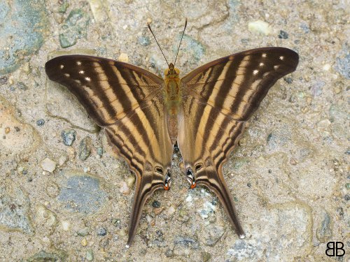 Butterfly photography: Take butterflies with the wings open and closed