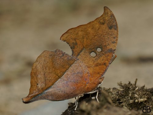 Butterfly photography: Jan 16, 2011