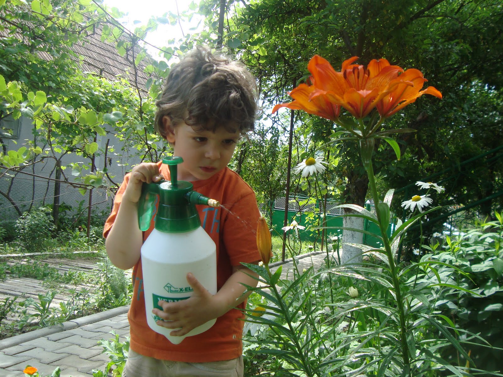 ...jocul nu e greu, pe ape...: Micul gradinar