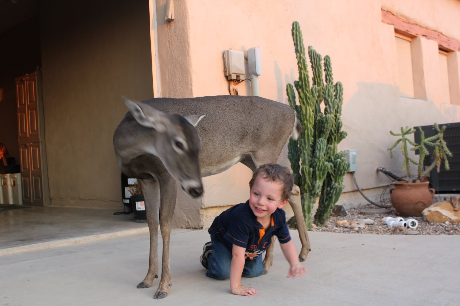 A Day in the Life of a Wink: "Wild Deer"