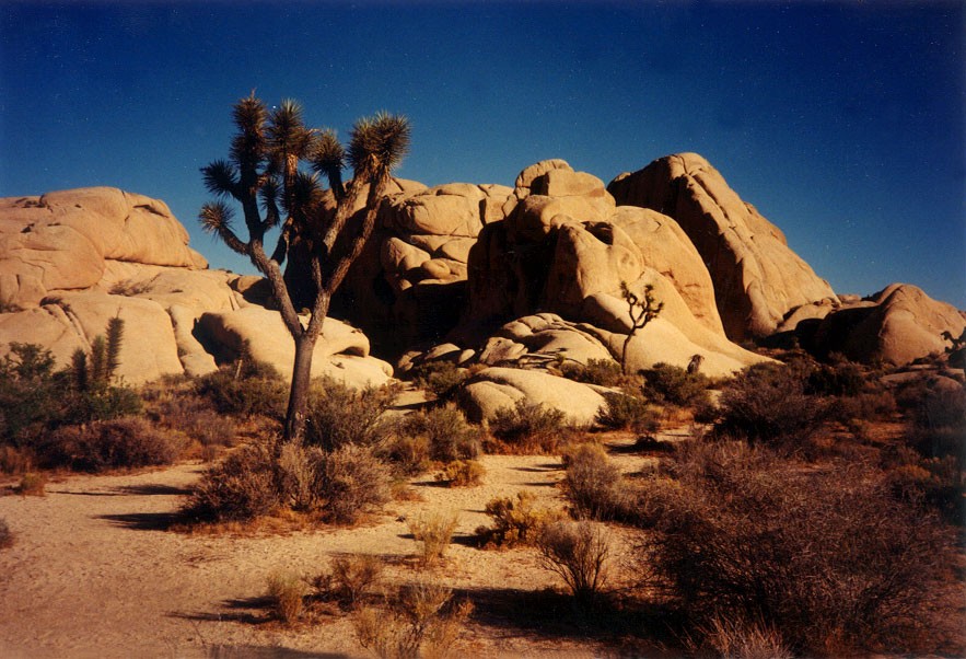 graffiti americani: Joshua Tree