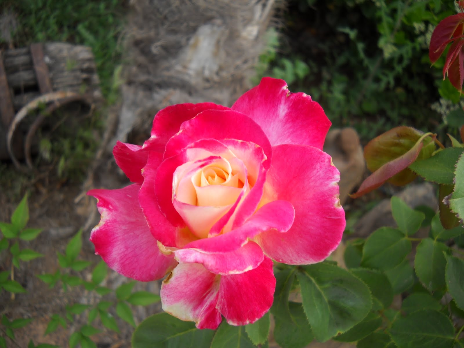 Margy's Musings: Gail's Roses and Yellow Flowers Sideways