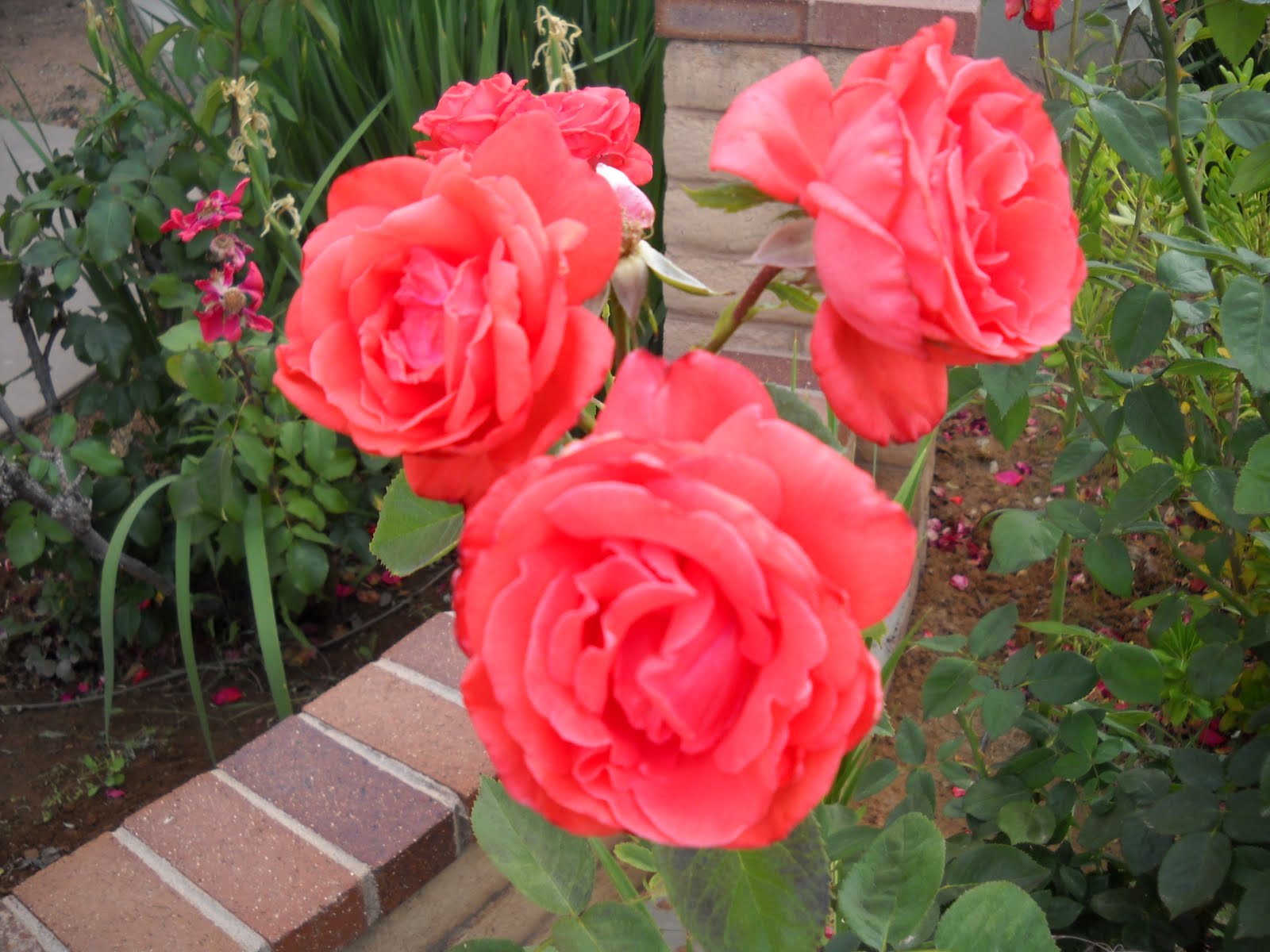 Margy's Musings: Gail's Roses and Yellow Flowers Sideways