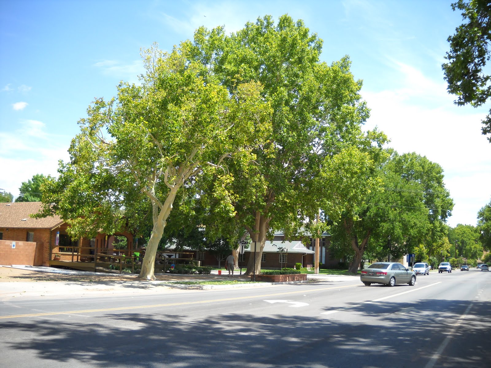 Margy's Musings: July 2010