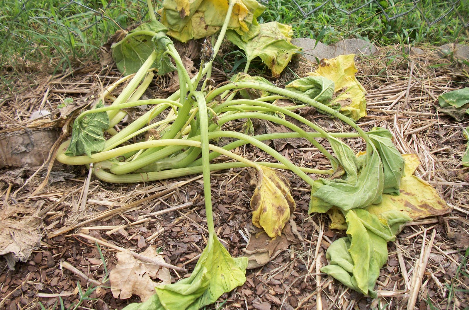 The Plant Manager's Rainy Day Blog: A Perennial Lesson on Annual Vegetables