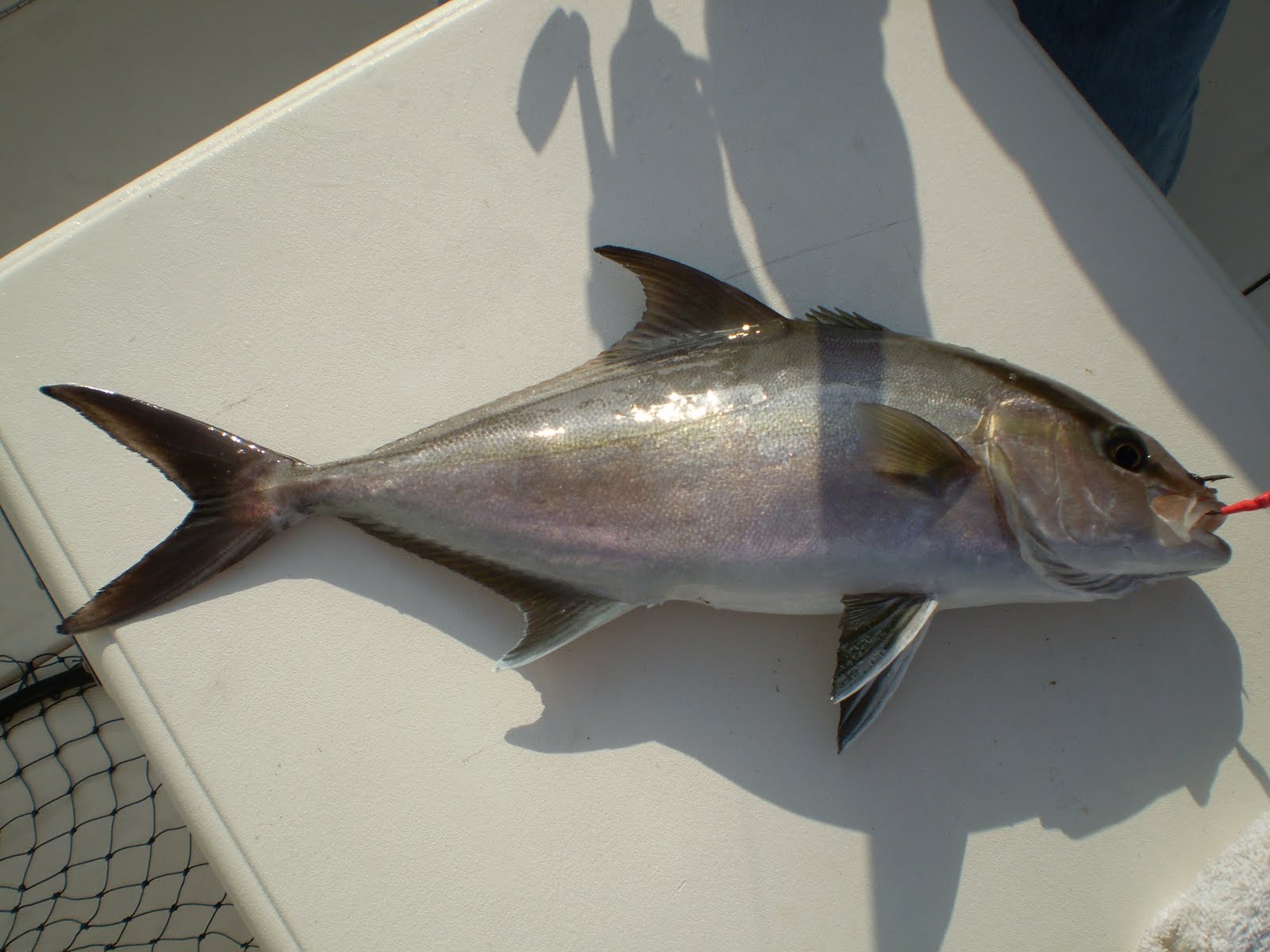 The Weekend Sportfishermen: Amberjack Confusion. Trying to Sort It Out ...