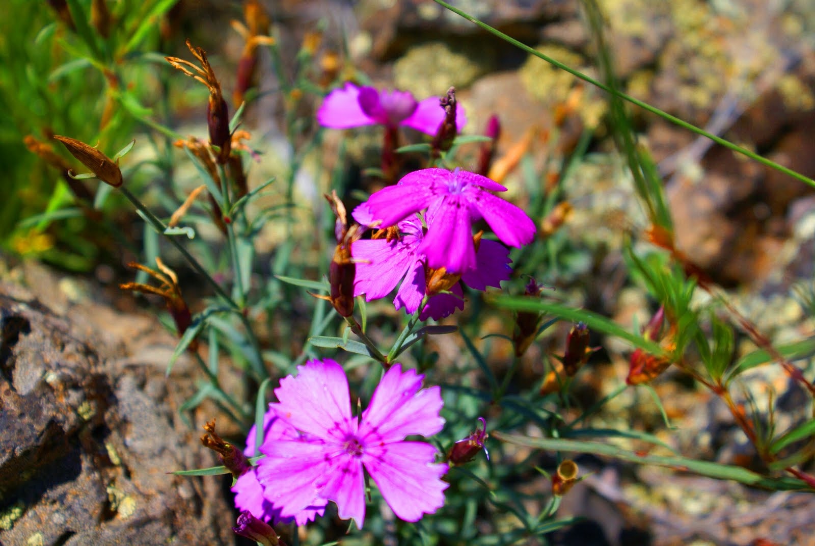 MONGOLIAN PICTURES: Mongolian Flowers