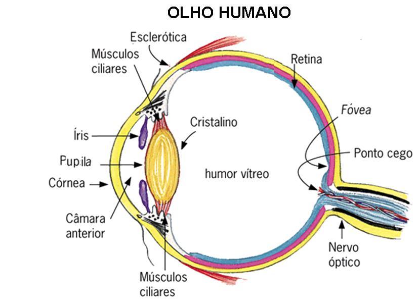 Curso Pascal | Ponto Cego