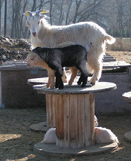 LIBERTY FARM CASHMERE GOATS: Watching Newborn Kids