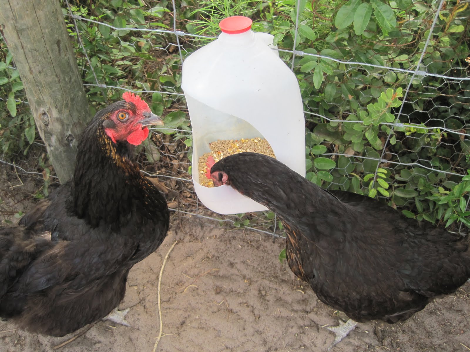 Life on the Farm: Home-made, Milk Jug Chicken Feeders