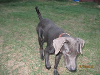 Westbrook Hunting with Dogs: Blue Lacy - Male pup for sale
