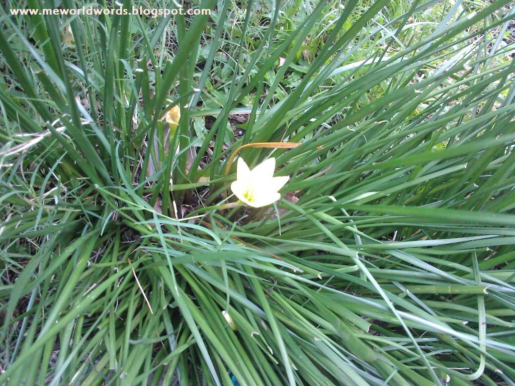 myworldwords: bunga kecil