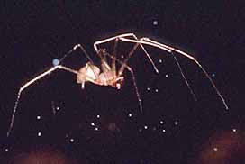 Tooth Cave Spider