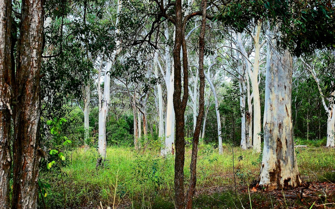 Extraordinary Light: Indigenous Inspiration