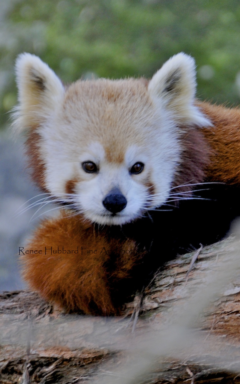 Extraordinary Light: Zoo Portraits
