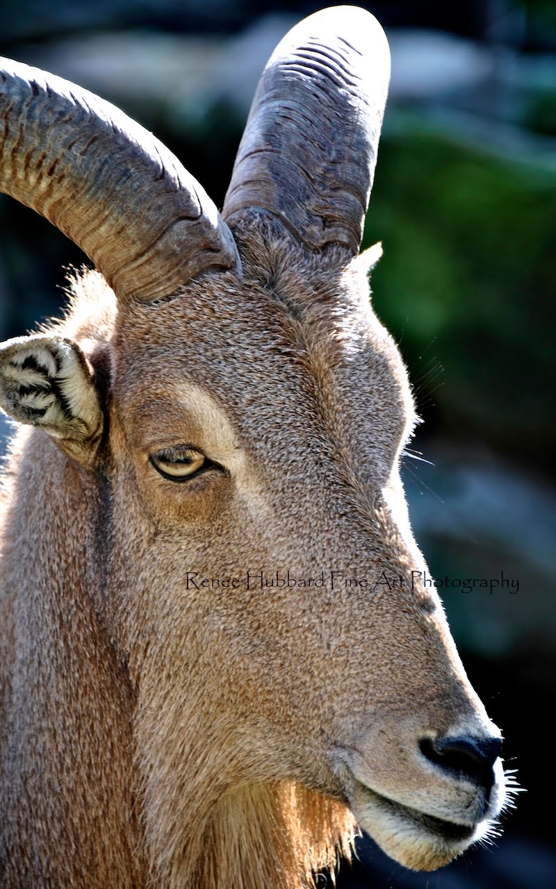 Extraordinary Light: Zoo Portraits