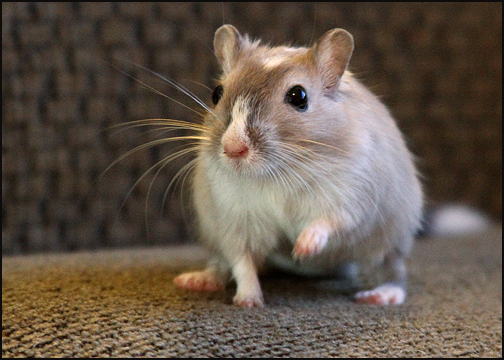 Photography and Life Journeys: Some gerbils, a Canon 7D....and a photo ...
