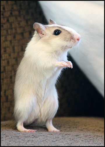 Photography and Life Journeys: Some gerbils, a Canon 7D....and a photo ...