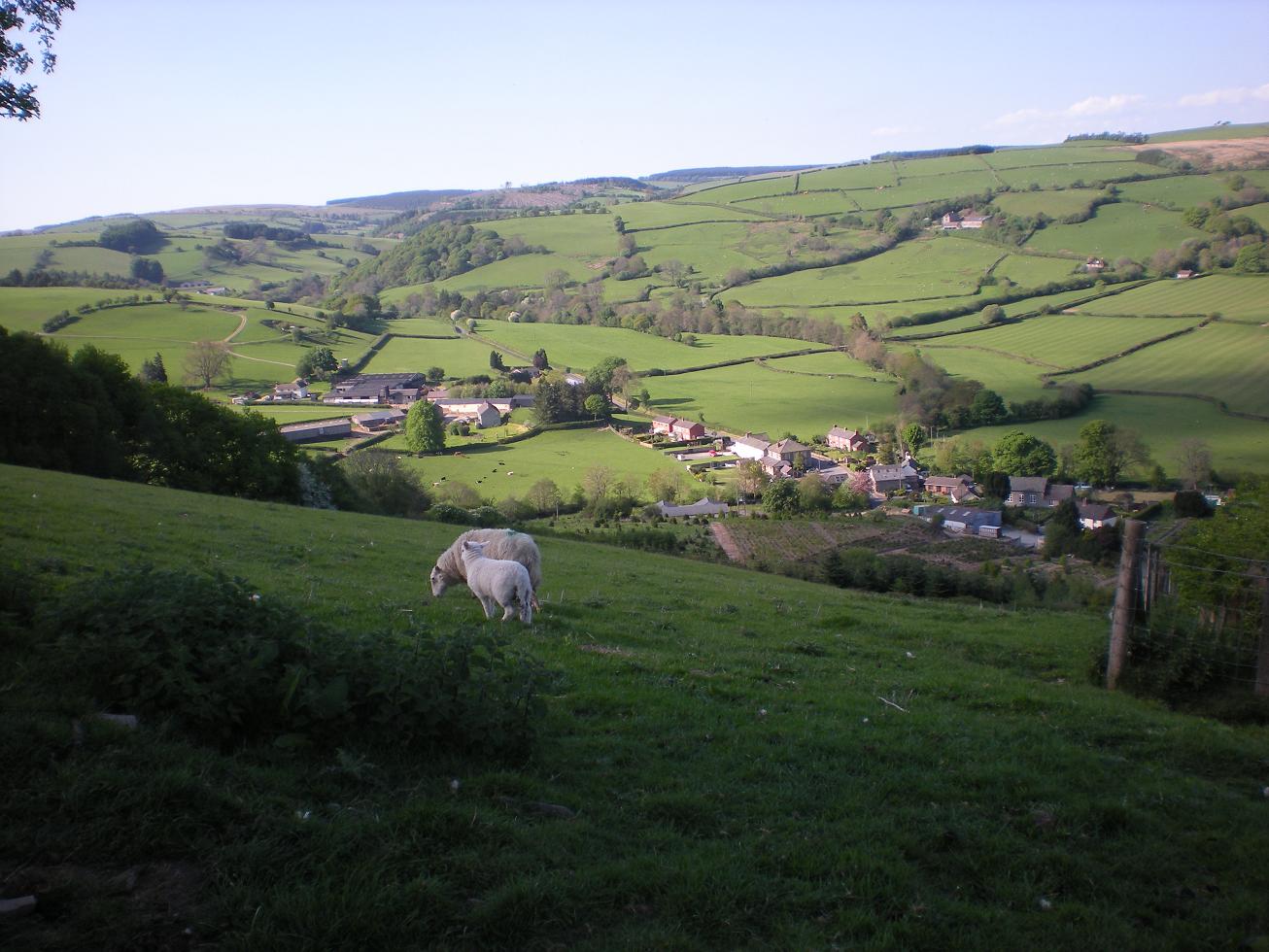 Fizzy Notions: Day One of Glyndwr's Way: Knighton to Felindre