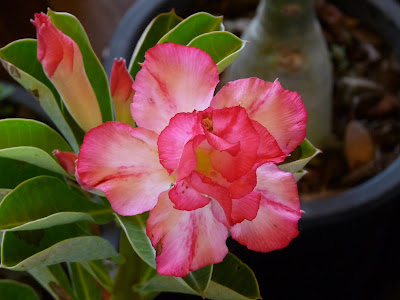 Adenium: Diamond Head Plants Adenium