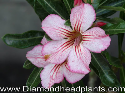 Adenium: Diamond Head Plants Adenium
