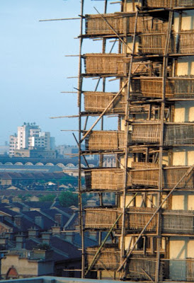 Farolillos Chinos. El Blog: Los mil y un usos del milenario bambú