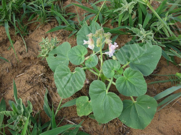 Perennial Plants, Bulbs & Seeds: Devil's Claw - Unicorn Plant ...