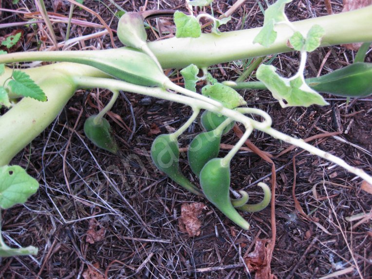 Perennial Plants, Bulbs & Seeds: Devil's Claw - Unicorn Plant ...