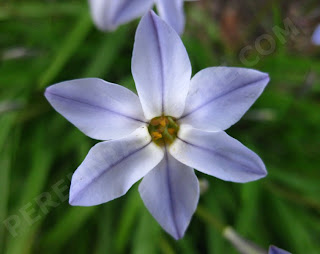 Perennial Plants, Bulbs & Seeds