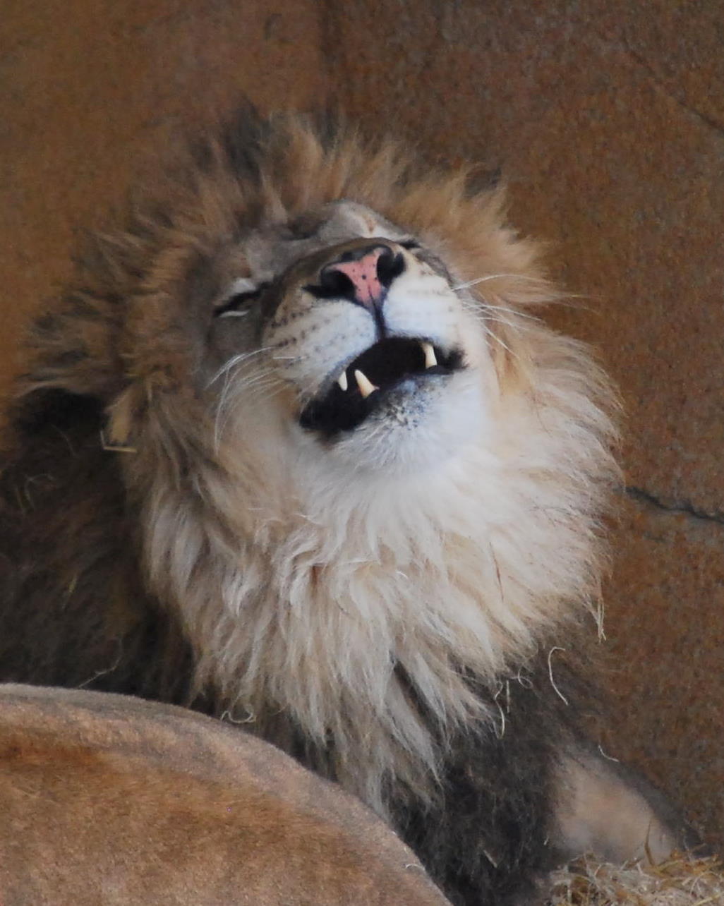 The Woodland Fern: Silly Lion!