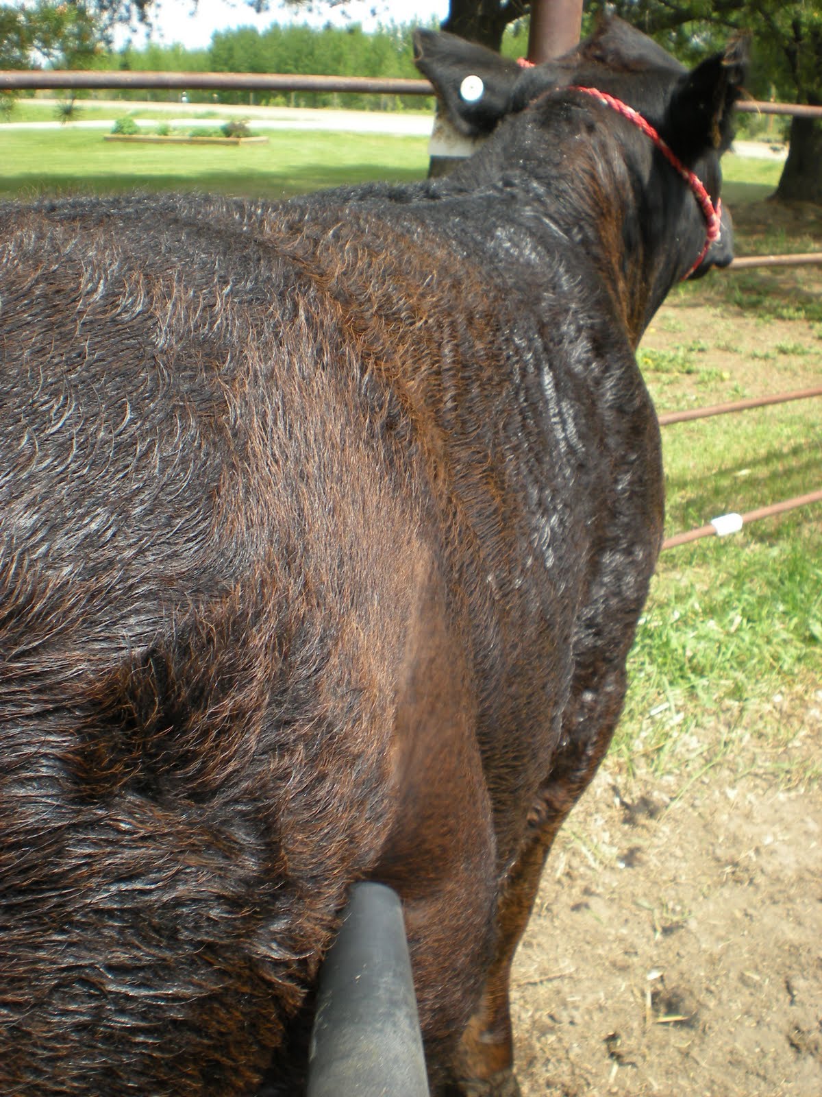 A Fresh Start: Working on Cattle