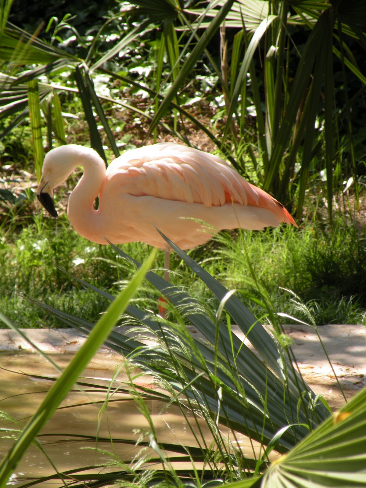 FOTOGENIA MUNDANA, PERCEPCIONES Y PLACERES DEL DÍA A DÍA: florauna