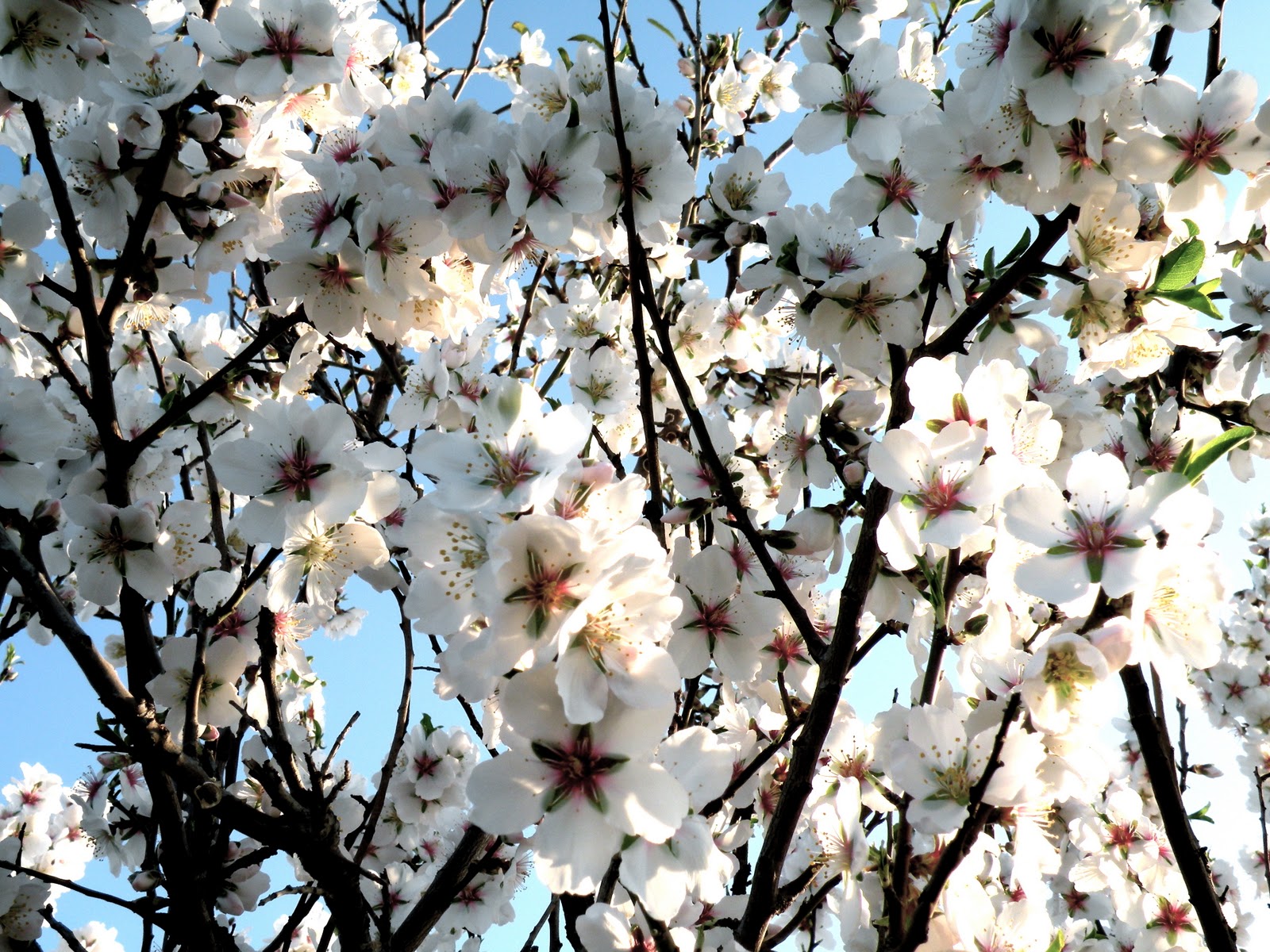 FOTOGENIA MUNDANA, PERCEPCIONES Y PLACERES DEL DÍA A DÍA: La flor del ...