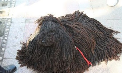 Mop Dog Jumping